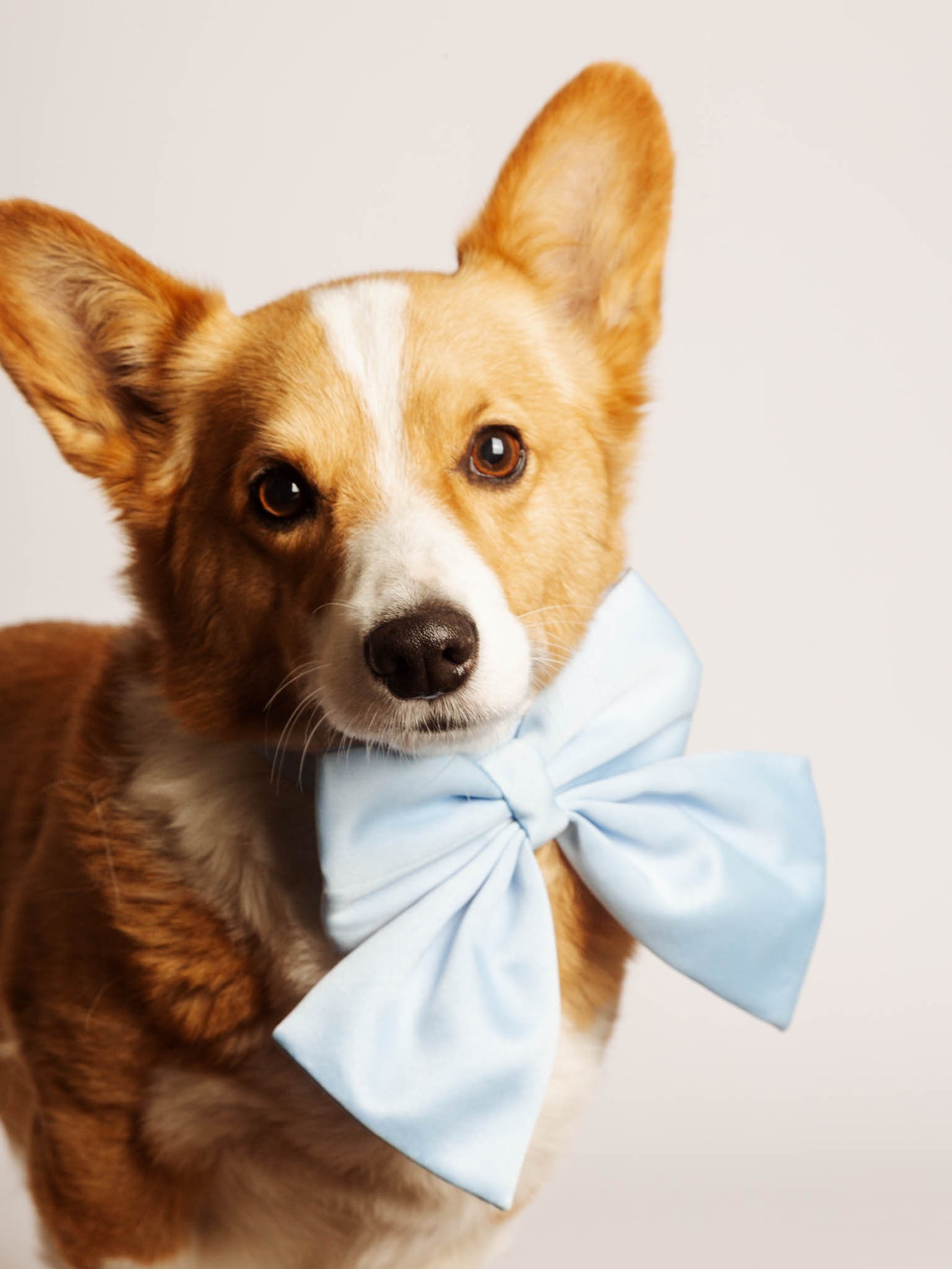 Bestie Pet Bow in Bestie Blue – Chelsea Reece